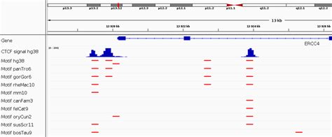 Conservation Of Ctcf Dna Binding Sites As Predicted From The Ctcf Motif Download Scientific