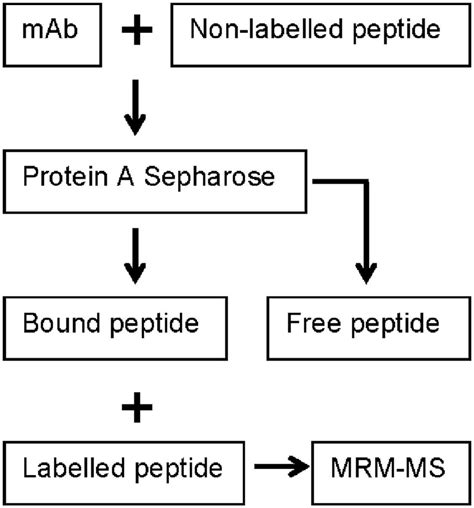 Scheme Of The Peptide Binding Assay Download Scientific Diagram