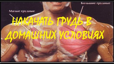 ТРЕНИРОВКА ГРУДИ В ДОМАШНИХ УСЛОВИЯХ УПРАЖНЕНИЯ НА ГРУДЬ С ГАНТЕЛЯМИ КАК НАКАЧАТЬ ГРУДЬ ДОМА