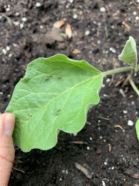 What Are These Bugs On My Eggplant Plants🍆 Rwhatsthisbug