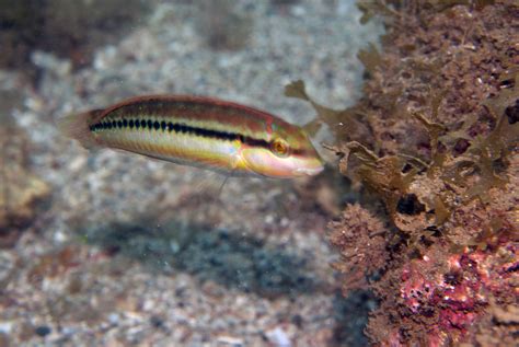 Slippery Dick Halichoeres Bivittatus Marine Life Identification