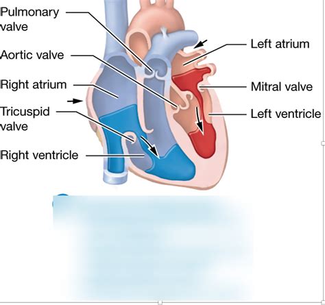Cardiovascular System Cardiac Cycle And Cardiac Output Diagram Quizlet