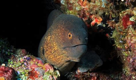 Murena Caratteristiche Anatomia E Comportamento Della Murena