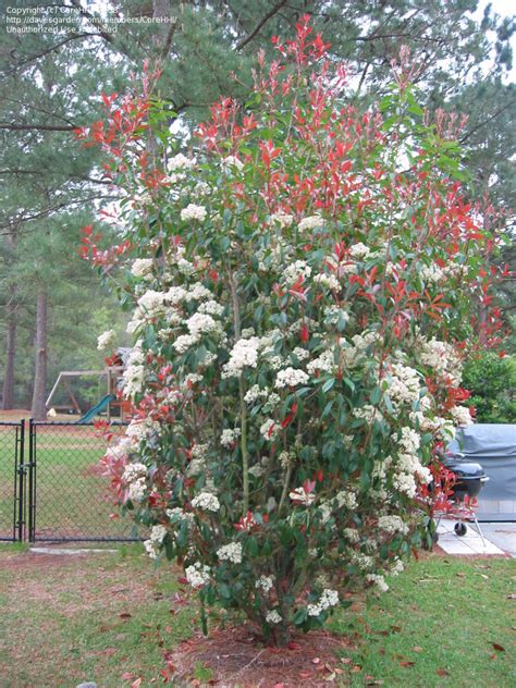 Red Tipped Photinias