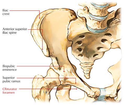 Obturator Foramen Earth S Lab