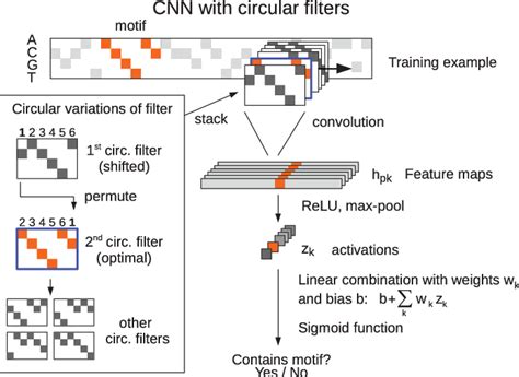 illustration of a cnn with circular filters circular filters consist