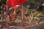 Scarlet Ibis Facts Description Habitat Adaptations Pictures