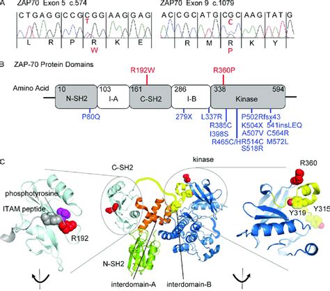 Zap 70 Mutations A Sanger Sequence Showing Heterozygous Mutations In