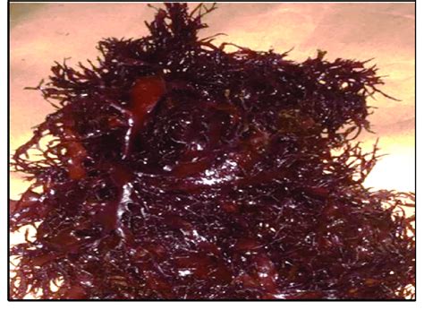 Reddish Brown Macroalgae Download Scientific Diagram