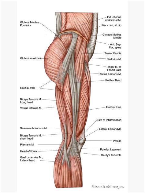 Anatomy Of Human Thigh Muscles Anterior View Photographic Print By