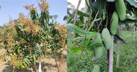 The Best Fertilizer For Mango Tree When And How To Apply
