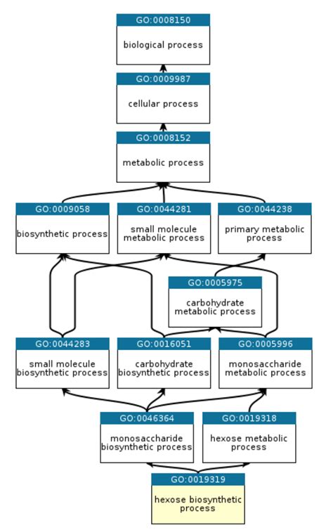 gene ontology overview