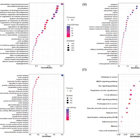 The Gene Enrichment Analysis A The Downregulated Degs Top30 Enriched