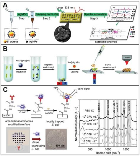 Direct Sers Identification Of Pathogens A Schematic Of The Direct