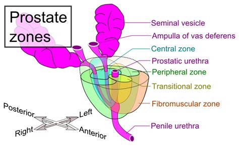 Prostate Wikipedia