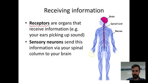 Year 9 Science Introduction To Nervous System YouTube