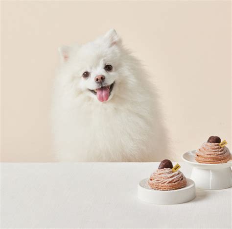 하림펫푸드 사료 간식 설문 조사 참여자 전원 쿠폰 증정