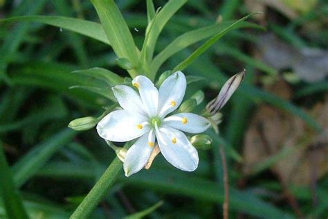 Chlorophytum Comosum
