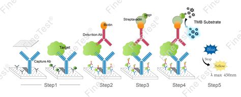 Human Siglec10 Sialic Acid Binding Ig Like Lectin 10 Elisa Kit
