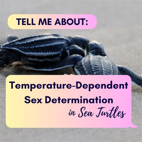 Celebrate World Sea Turtle Month Throughout June Thompson Earth Systems Institute