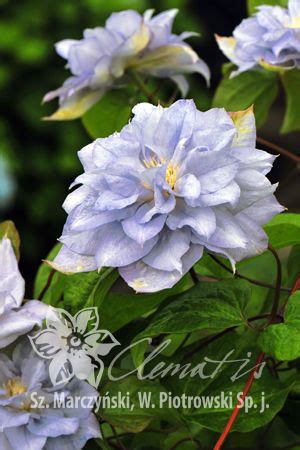 Clematis 'Mazury' CRATER LAKE | Clematis flower, Clematis, Clematis vine