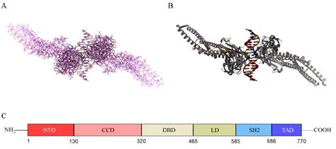 the three dimensional structure and linear structure of stat3 a the