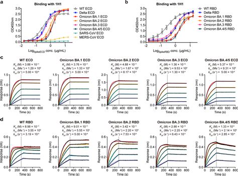 Broad Binding Affinity Of 1h1 A B Binding Of 1h1 To Different Spikes