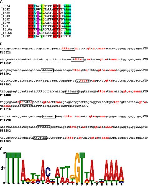 alignment showing the putative binding site of phr a alignment of
