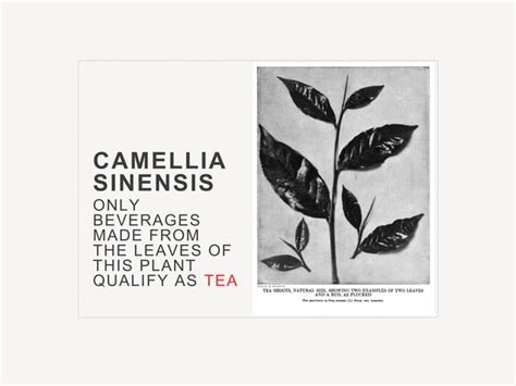 Intro To Tea Types History And Health PPTX Food Drink