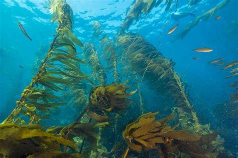 Kelp Forest Plants