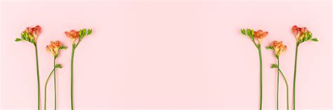 분홍색 파스텔 배경에 Freesia 꽃 배너입니다 텍스트에 대한 장소와 꽃 구성 0명에 대한 스톡 사진 및 기타 이미지 0명 3월 가리기 Istock
