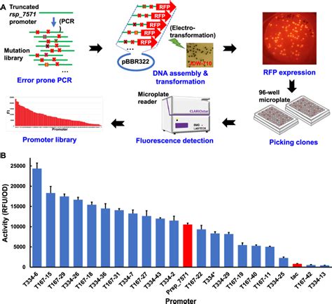 Screening And Engineering Of High Activity Promoter Elements Through