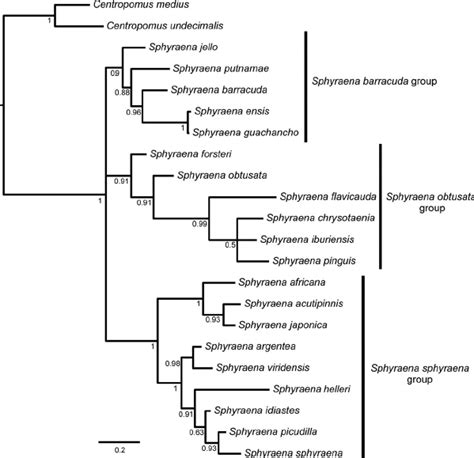 bayesian phylogenetic hypothesis inferred with mrbayes 3 2 numbers