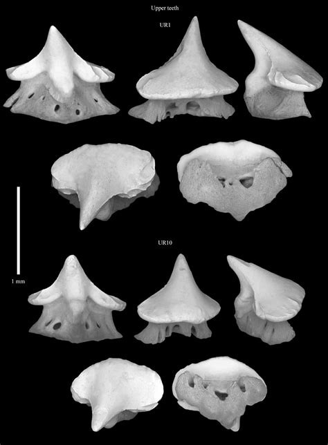 Plate 1 Teeth Of Pristiophorus Japonicus Female 107 Cm Tl Tokyo Bay
