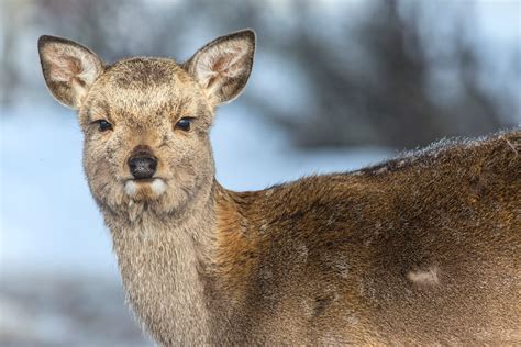 Japaneses Sika Deer Jim Zuckerman Photography And Photo Tours