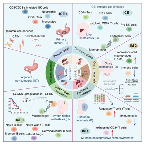 Single Cell Transcriptomics Reveals The Multidimensional Dynamic