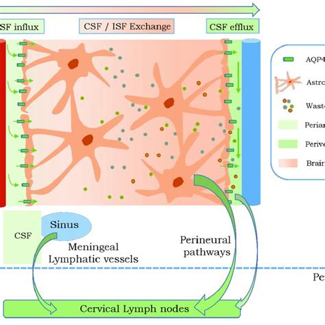 Pdf Choroid Plexus Aquaporins In Csf Homeostasis And The Glymphatic