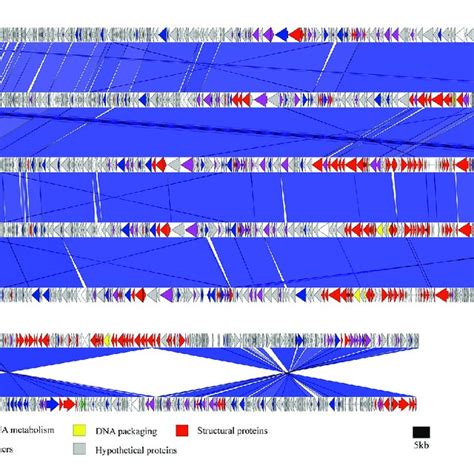 Multiple Sequence Alignment Of Phage Genomes The Whole Genomes Of Download Scientific