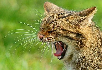 Wildcat Wikipedia