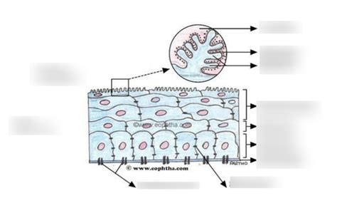 34 Epithelium Cell Cell Junctions Diagram Quizlet