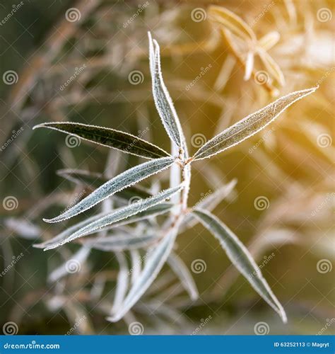 Frozen Willow Leaves Natural Autumn Or Winter Stock Image Image Of Cold Frozen 63252113