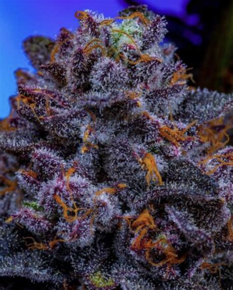 PERMANENT MARKER NURSERY GROUP