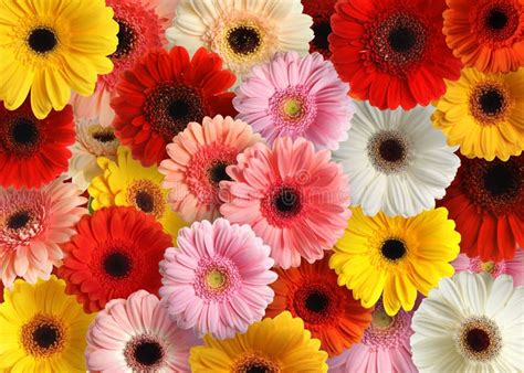 Muchas Flores Alemanas Hermosas Como Fondo Foto De Archivo Imagen De Flor Modelo 244464386
