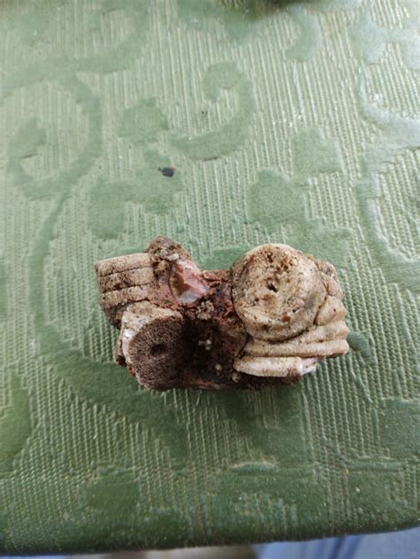 Cronoid Finds Of The Day Highlights Rfossils