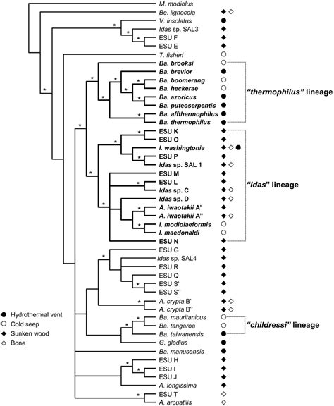 dendrogram obtained from bayesian analyses of the combined dataset of