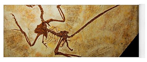 Microraptor Fossil