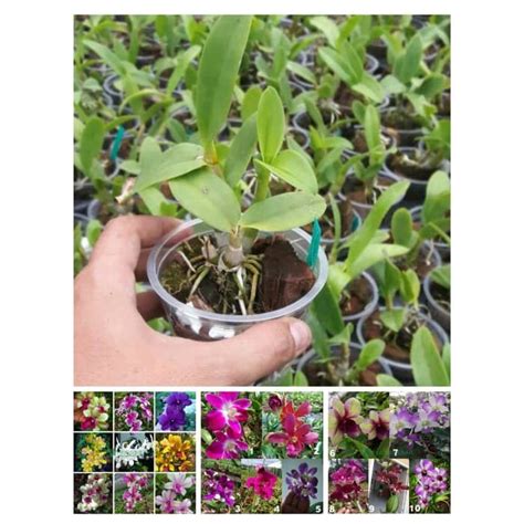 Jual Seedling Anggrek Dendro Bibit Dendrobium Tanaman Shopee Indonesia