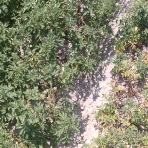 Potato Disease Object Detection Dataset By Ak