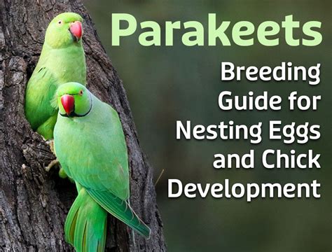 Parakeet Breeding Guide How Do Parakeets Breed