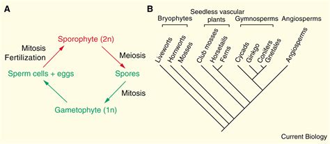 Gametophyte Development Current Biology